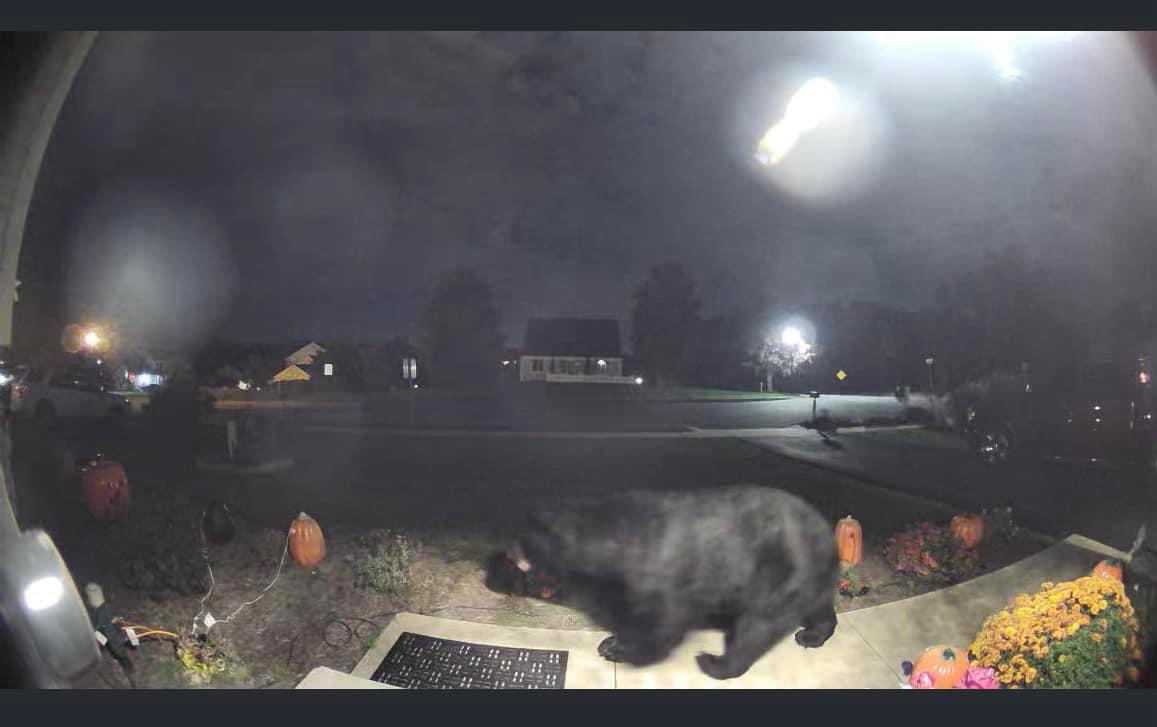 Bear spotted on ring camera at home near Progress Avenue in Harrisburg ...